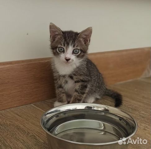 Котенок Джексон