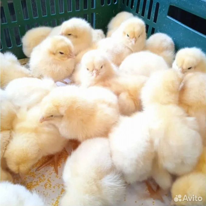 Суточные цыплятки
