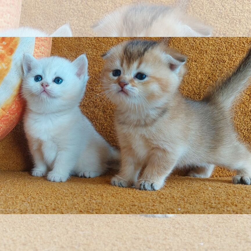 Шотландские золотые и серебристые шиншиллы