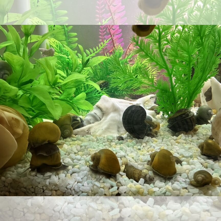 Улитки аквариумные ампулярии