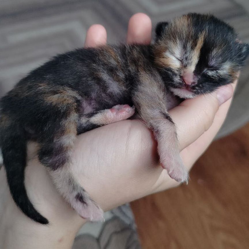 Беспородные котята