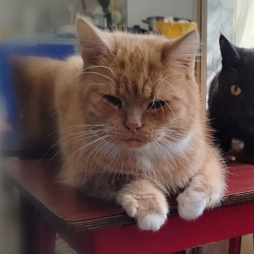 Отдам кастрированных котиков добрые руки