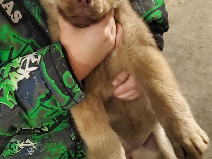 Щенок в Подьезде