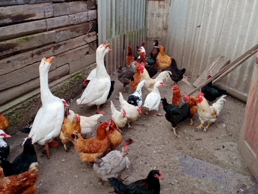 Куры несушки домашние