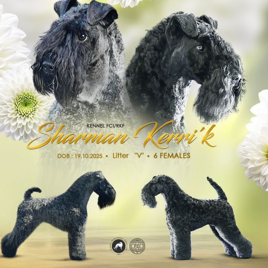 Керри-блю-терьер, щенок