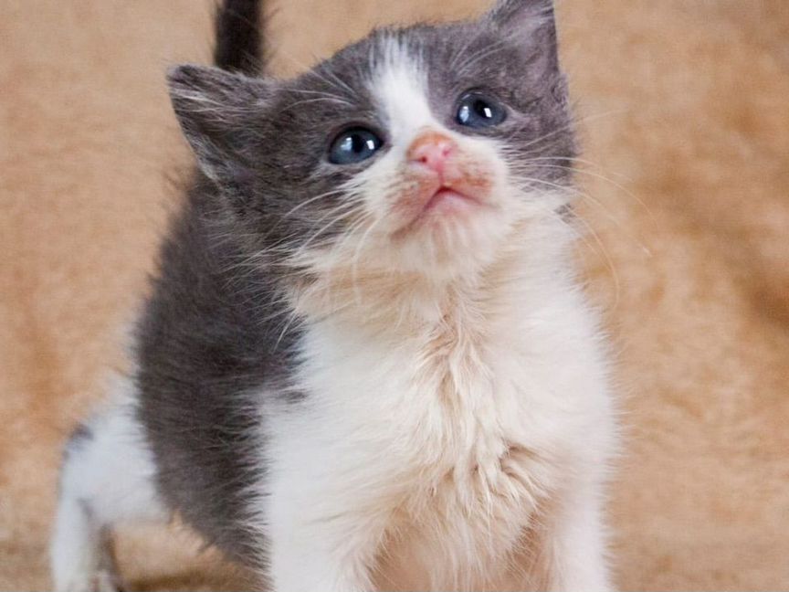 Котята 1.5 месяца