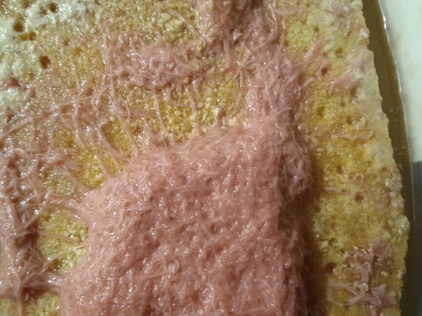 Живой корм для рыбок чистая культуpa