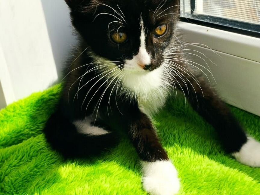 Котенок в добрые руки