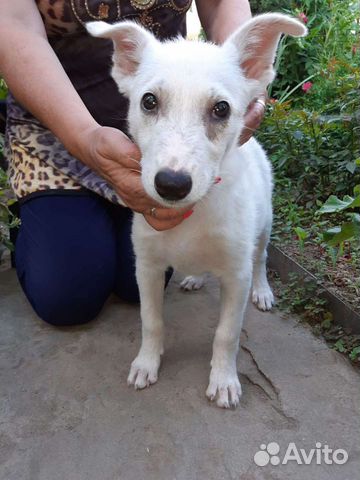 Щенок в добрые руки