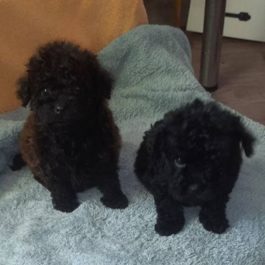 Мальтипу, щенок