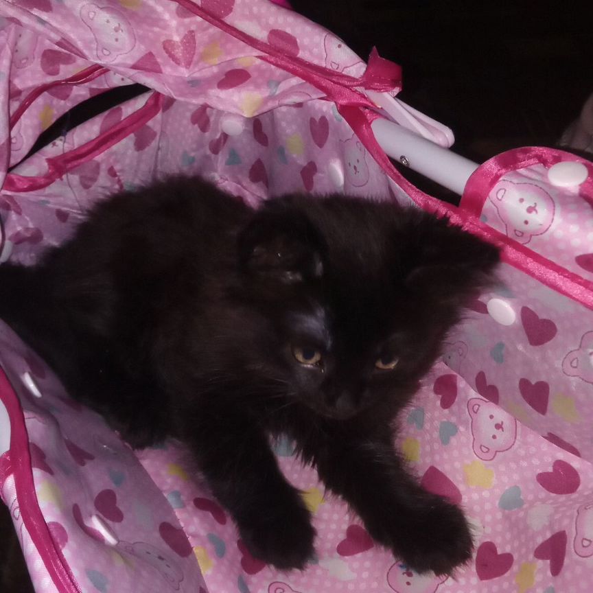 Кошечка в добрые руки