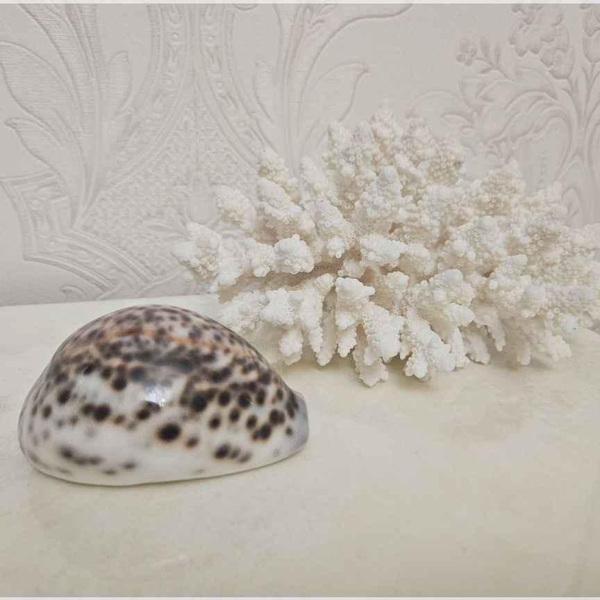 Морские кораллы