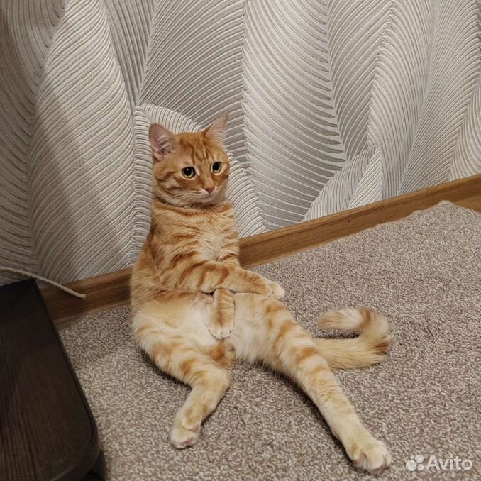 Потерялся кот рыжий