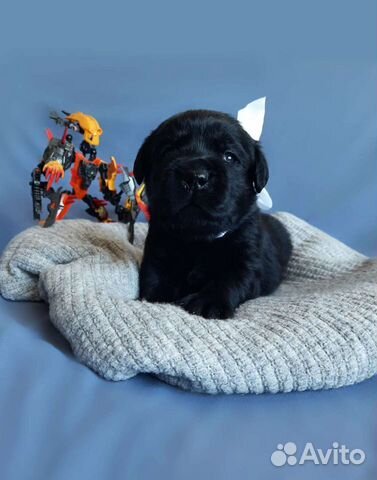 Щенок Лабрадора чёрный