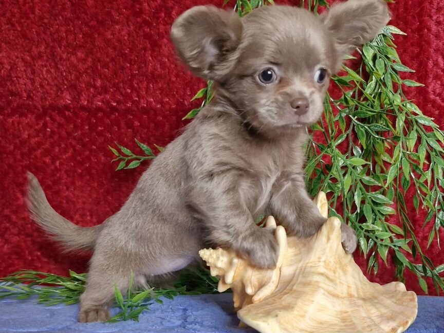 Чихуахуа девочка дл.ш