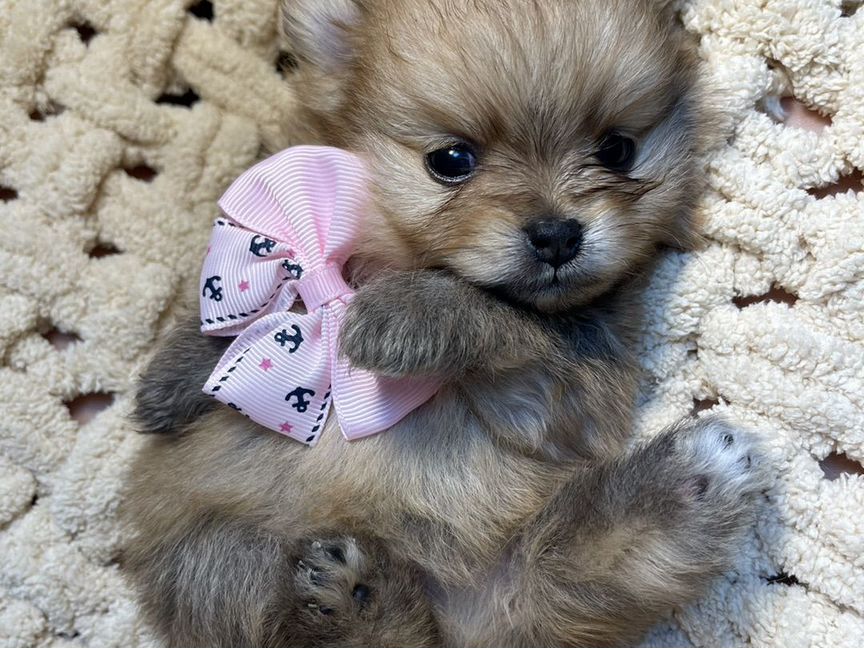 Щенки померанского шпица, мишки