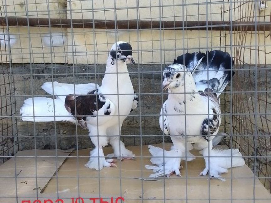 Продажа бакинских широкохвостых и многопëрых голу