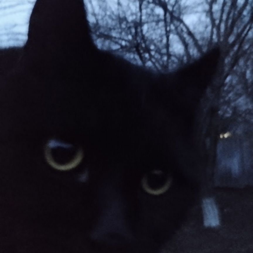 Кот