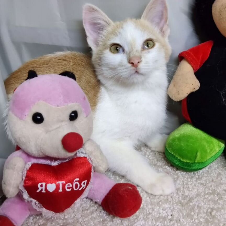 Котята подростки 4 месяца