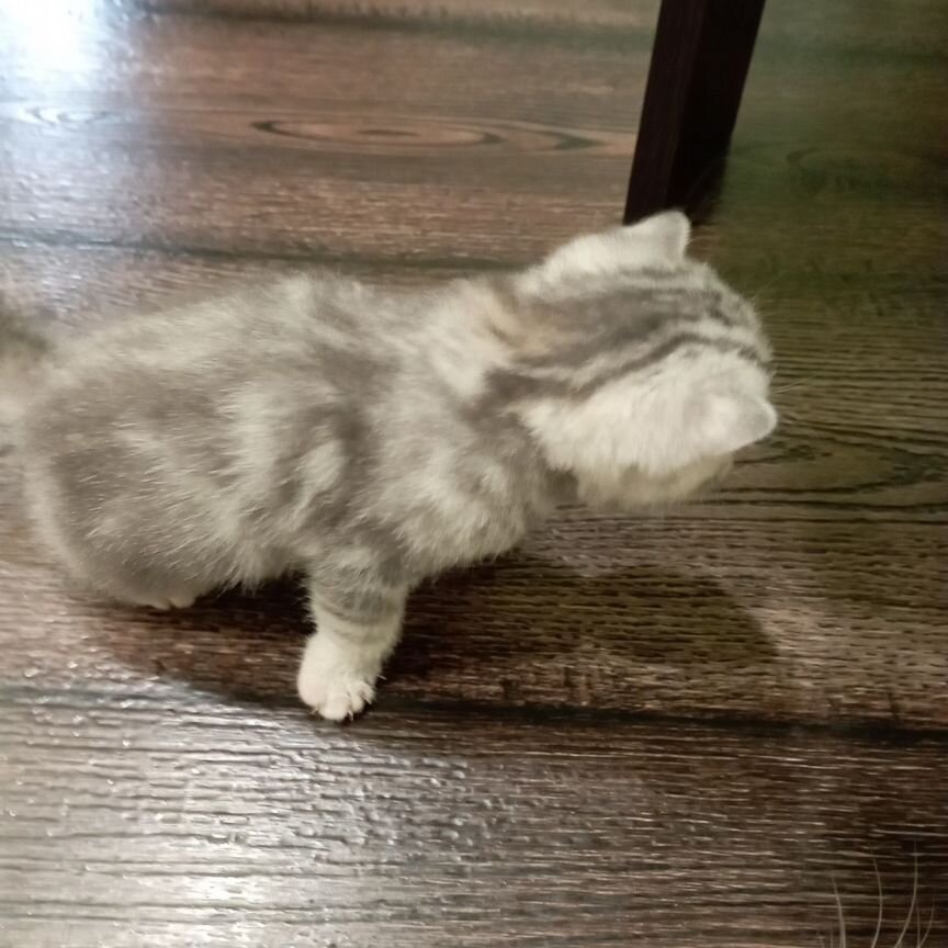 Котята шотландцы рождены 25 10 2024