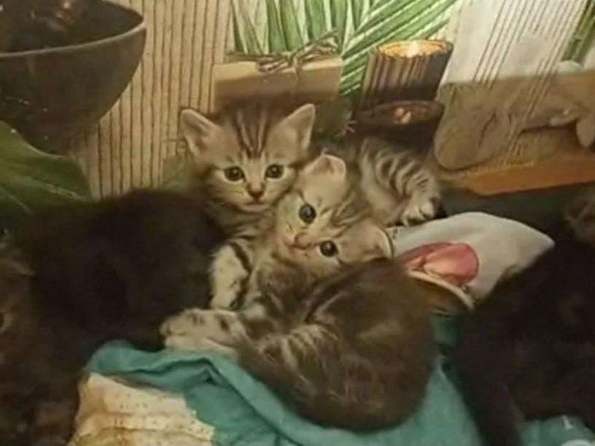 Шотландские вислоухие котята