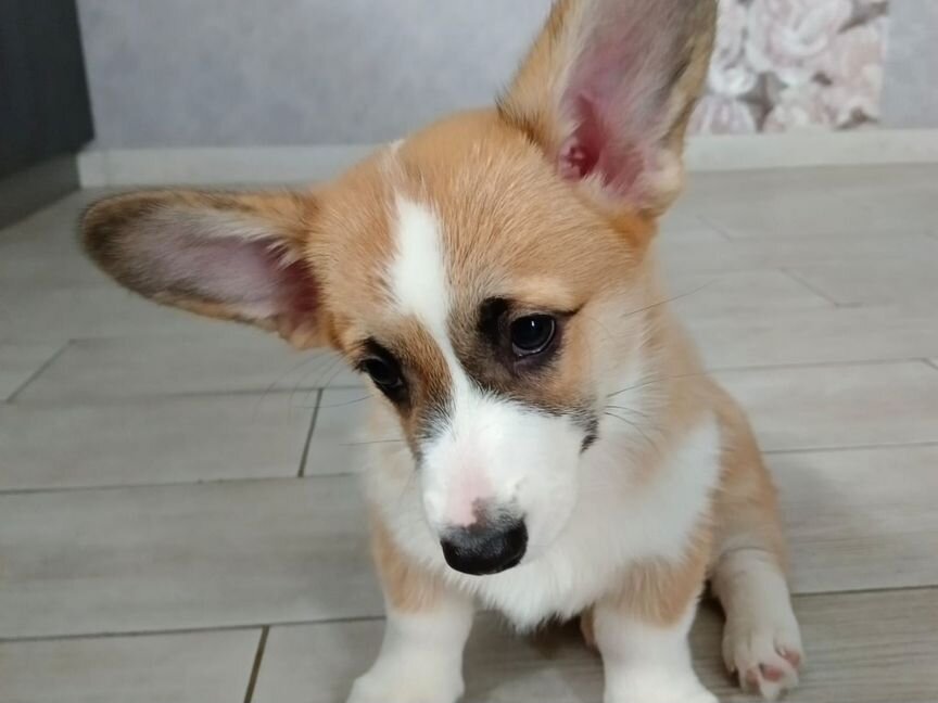 Вельш-корги пемброк рыжий