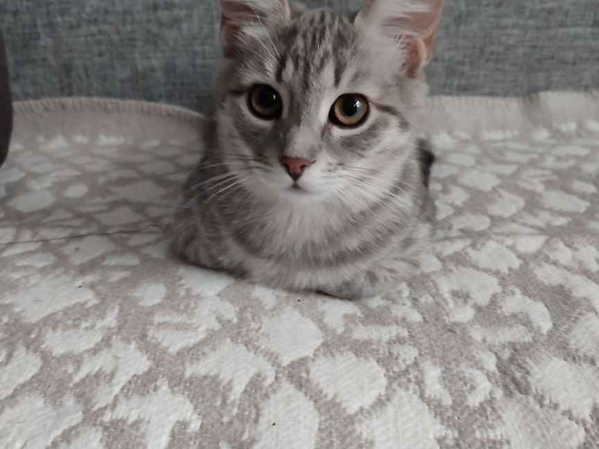 Кошка Картошка