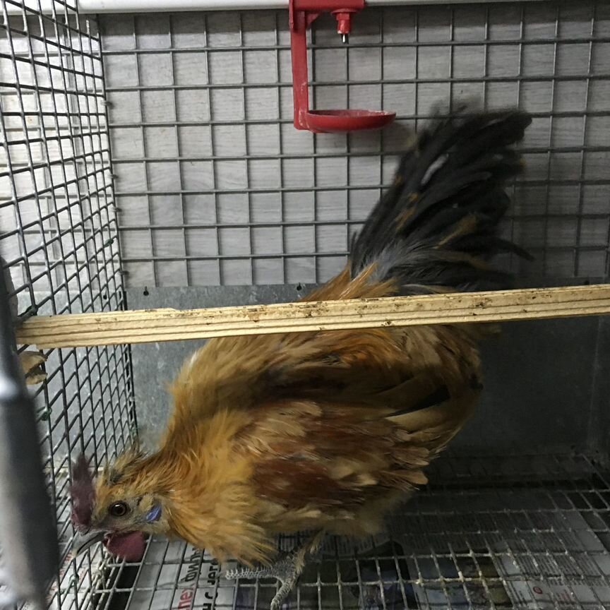 Петушок карлиеовый декоративный