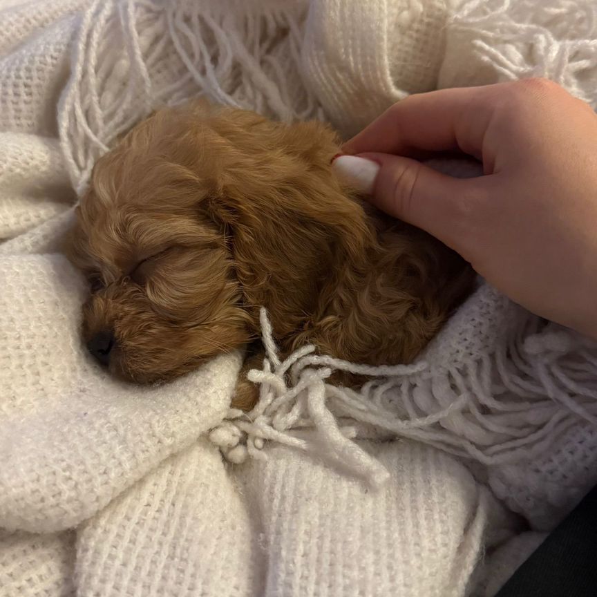 Мальтипу, щенок