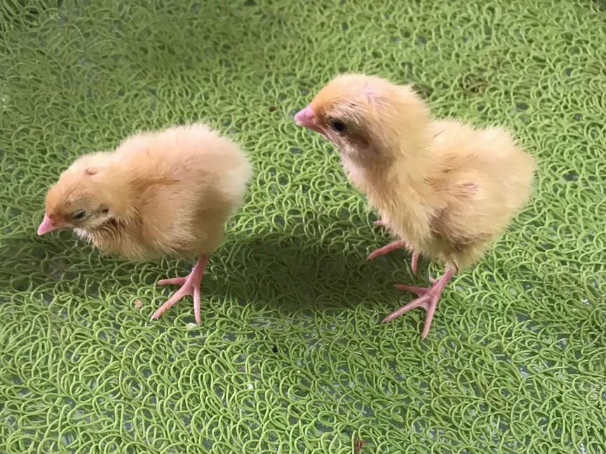 Перепела суточные Техасские