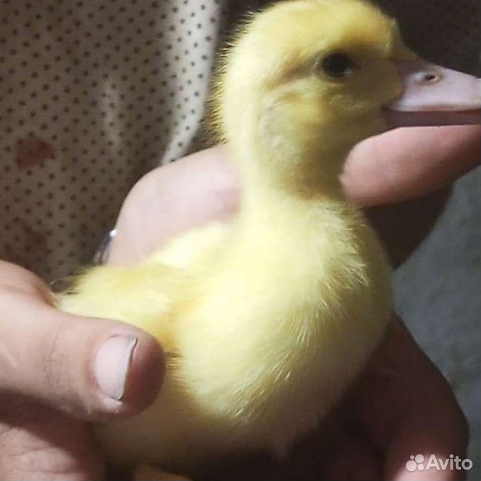 Утята 5-суточные шиптуны