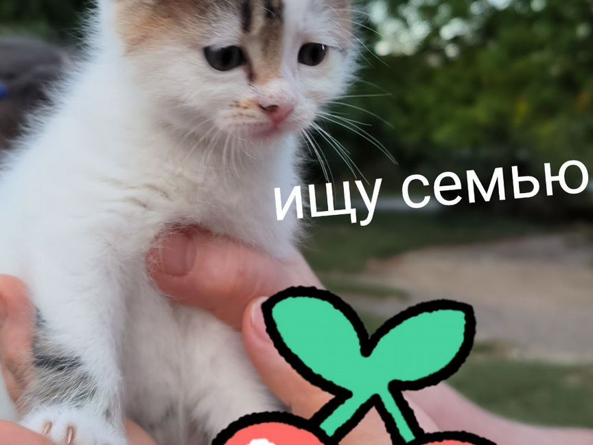 Котенок (девочка) в добрые руки