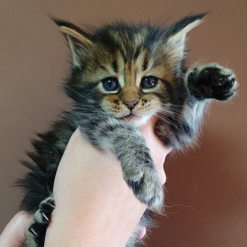 Котята мейн-кун