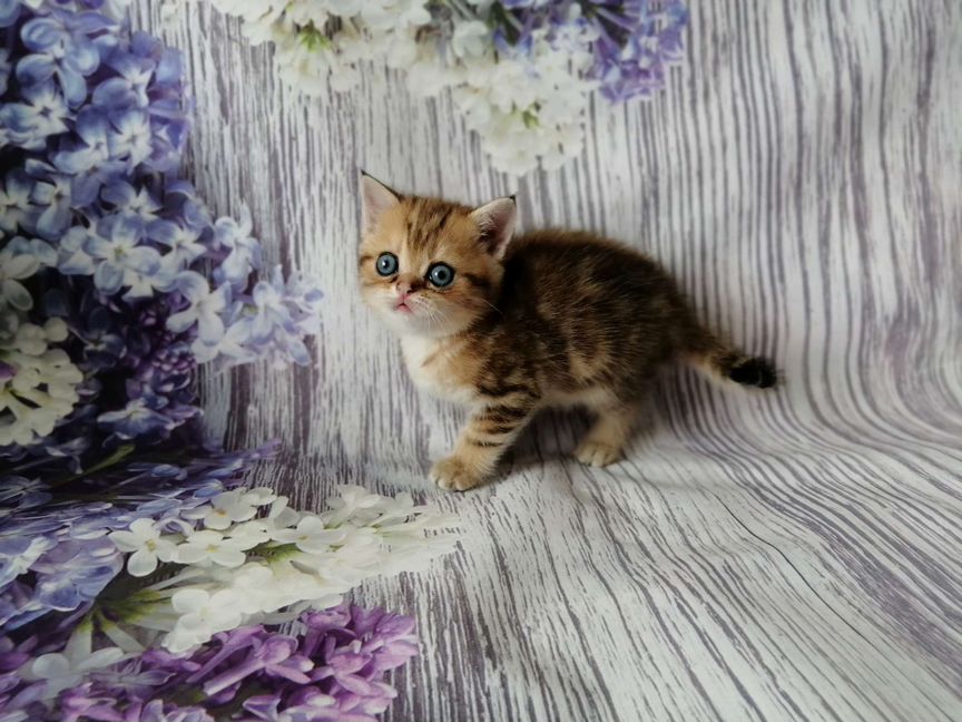 Маленькие хвостики
