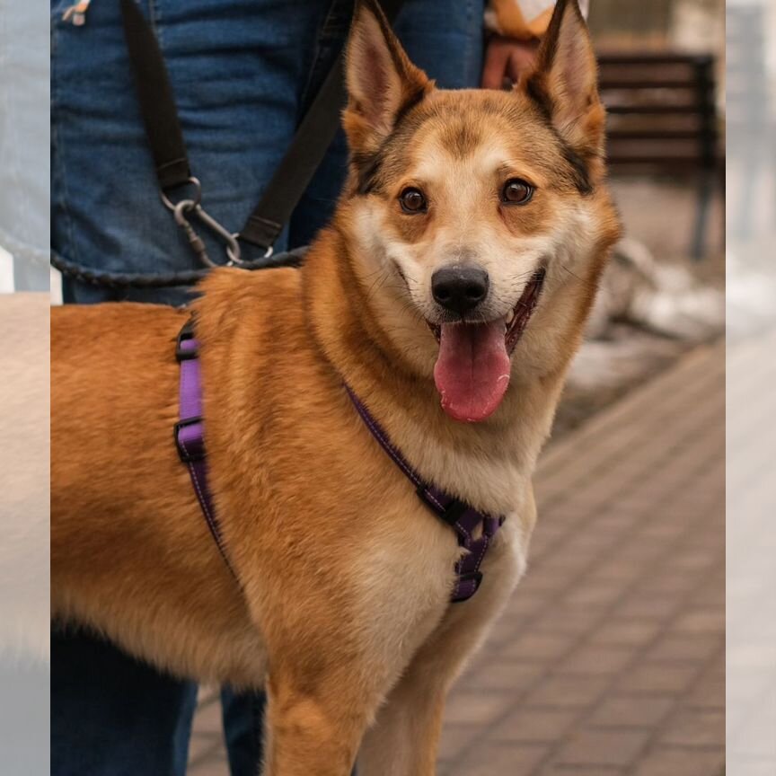 Взрослая собака в добрые руки