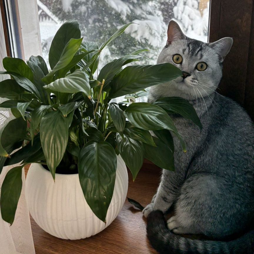 Шотландский прямоухий короткошёрстный, взрослый кот