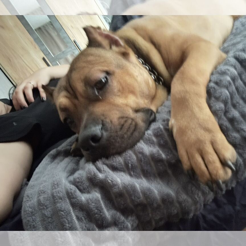 Американский стаффордширский терьер, взрослая собака