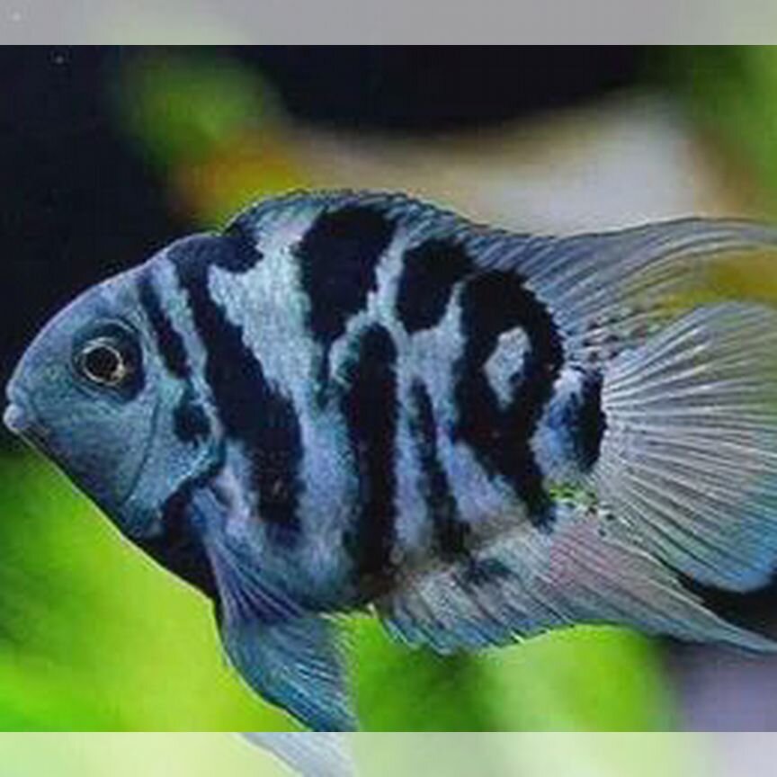 Цихлиды, мраморный попугай