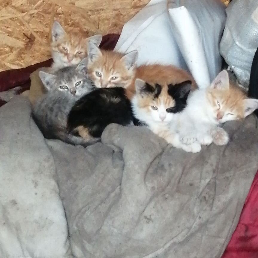 Катята бесплатно