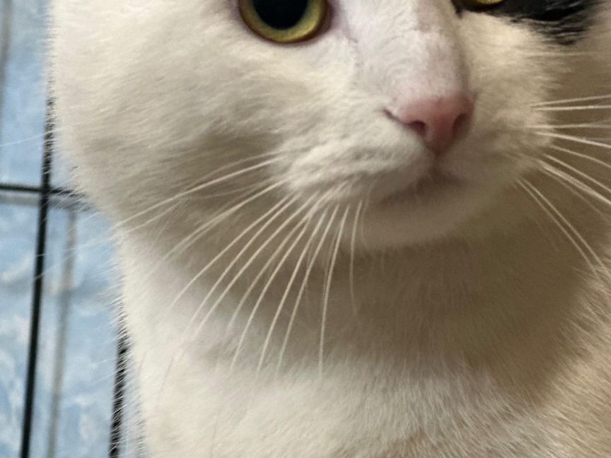 Кота должно быть много