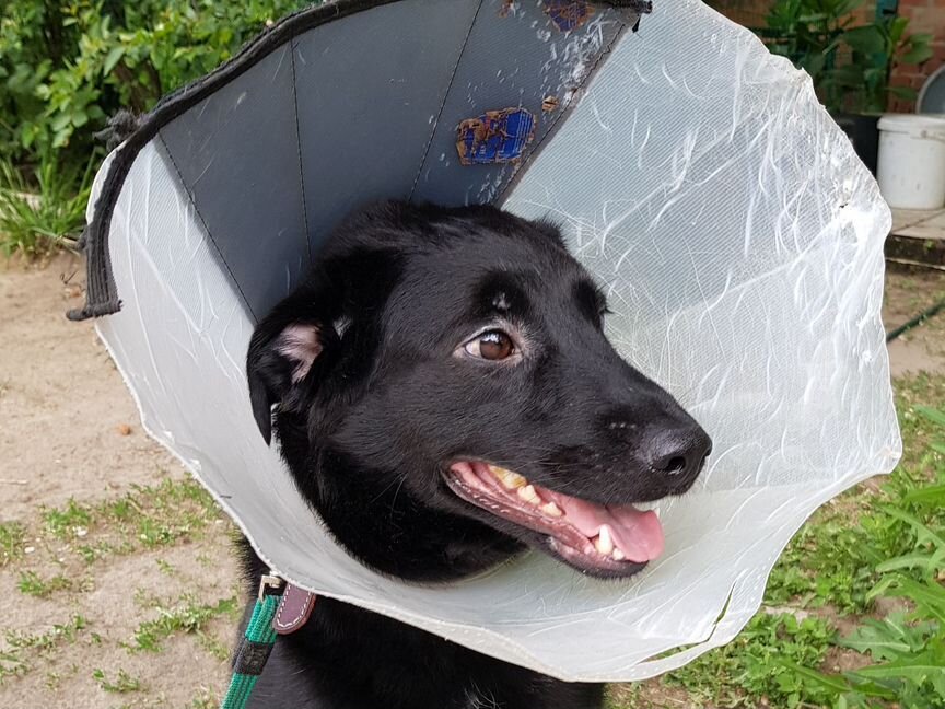 Пёсик ищет дом