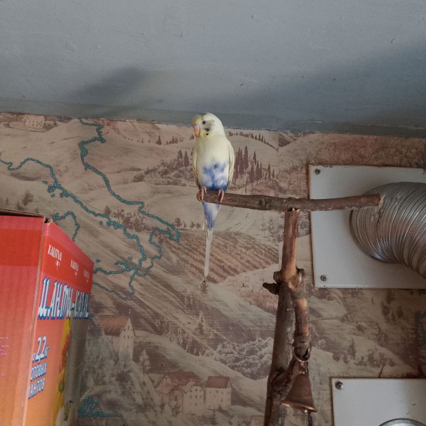 Попугай