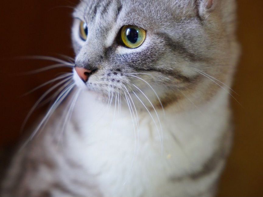 Котик в добрые руки