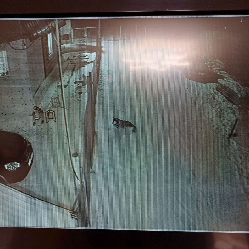 Собаки бесплатно Хаски