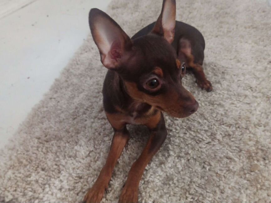 Русский той-терьер девочка.ищем мальчика для вязки