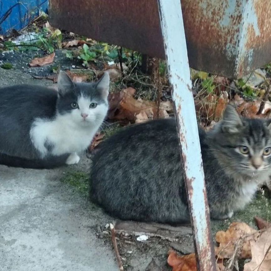 Котята замерзают
