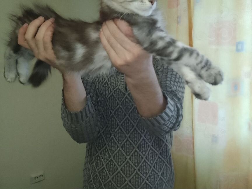 Котята мейн-кун