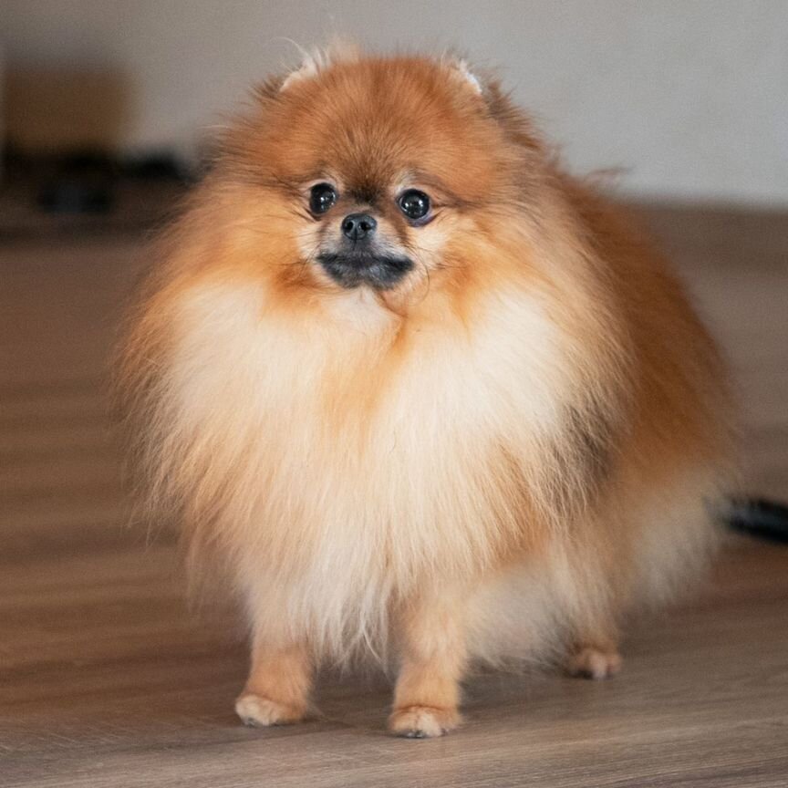 Померанский шпиц, взрослая собака