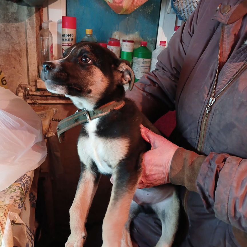 Щенок в добрые руки