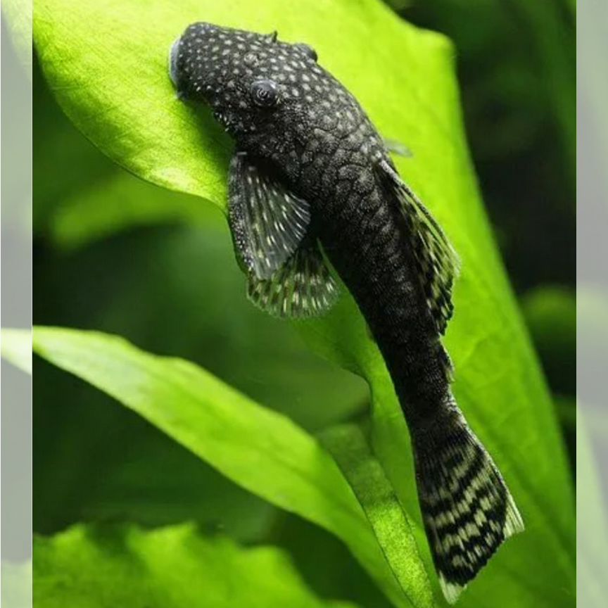 Анциструс Сомик